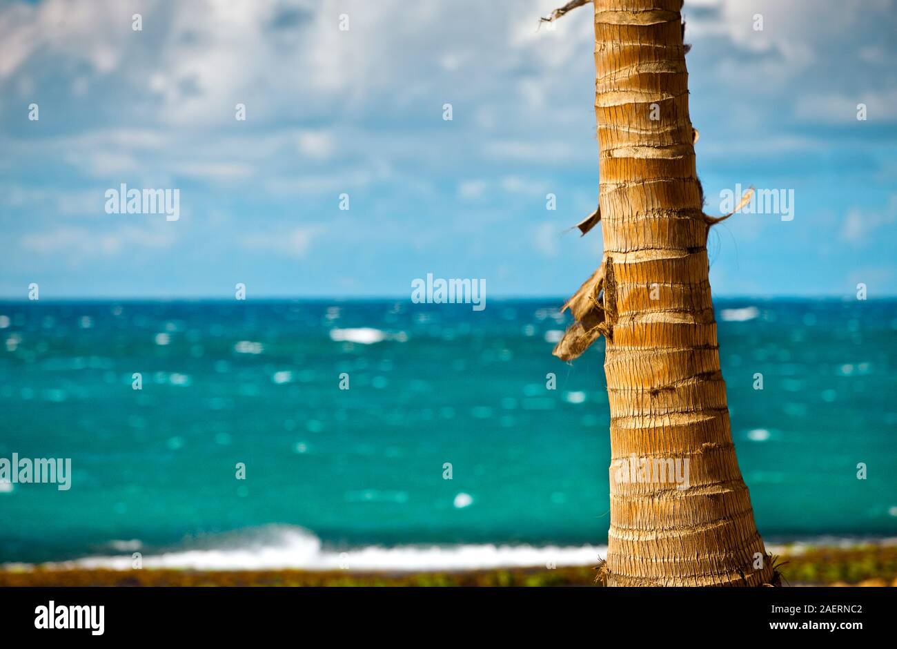 Trunk of a palm tree on an empty tropical beach Stock Photo - Alamy