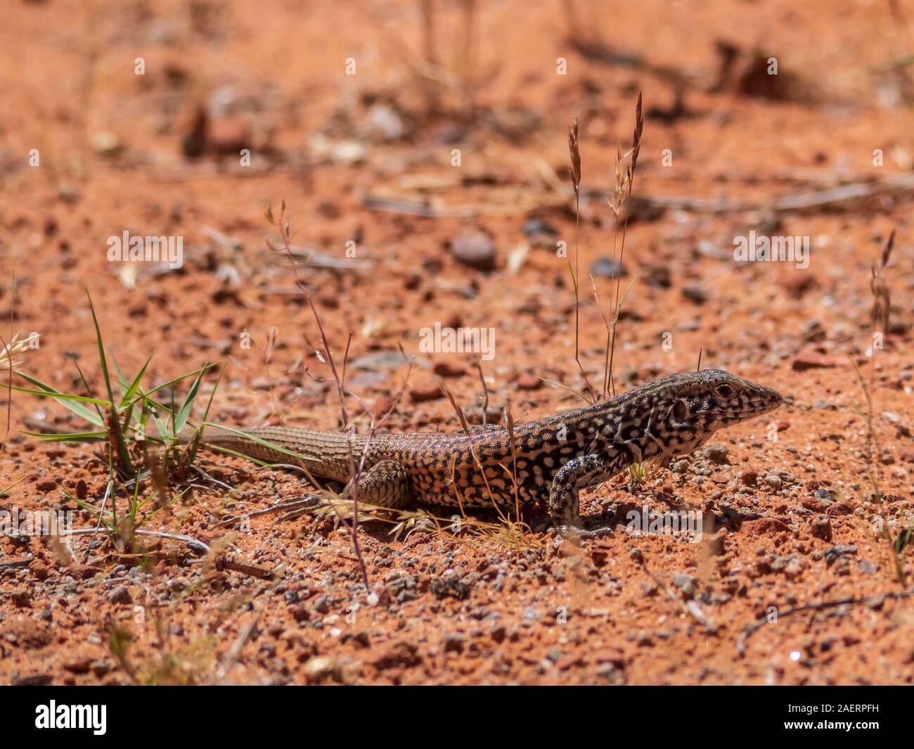 Western Whiptail Lizard