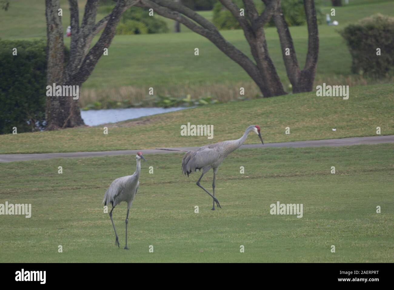 Sandhill Cranes, Florida Stock Photo - Alamy