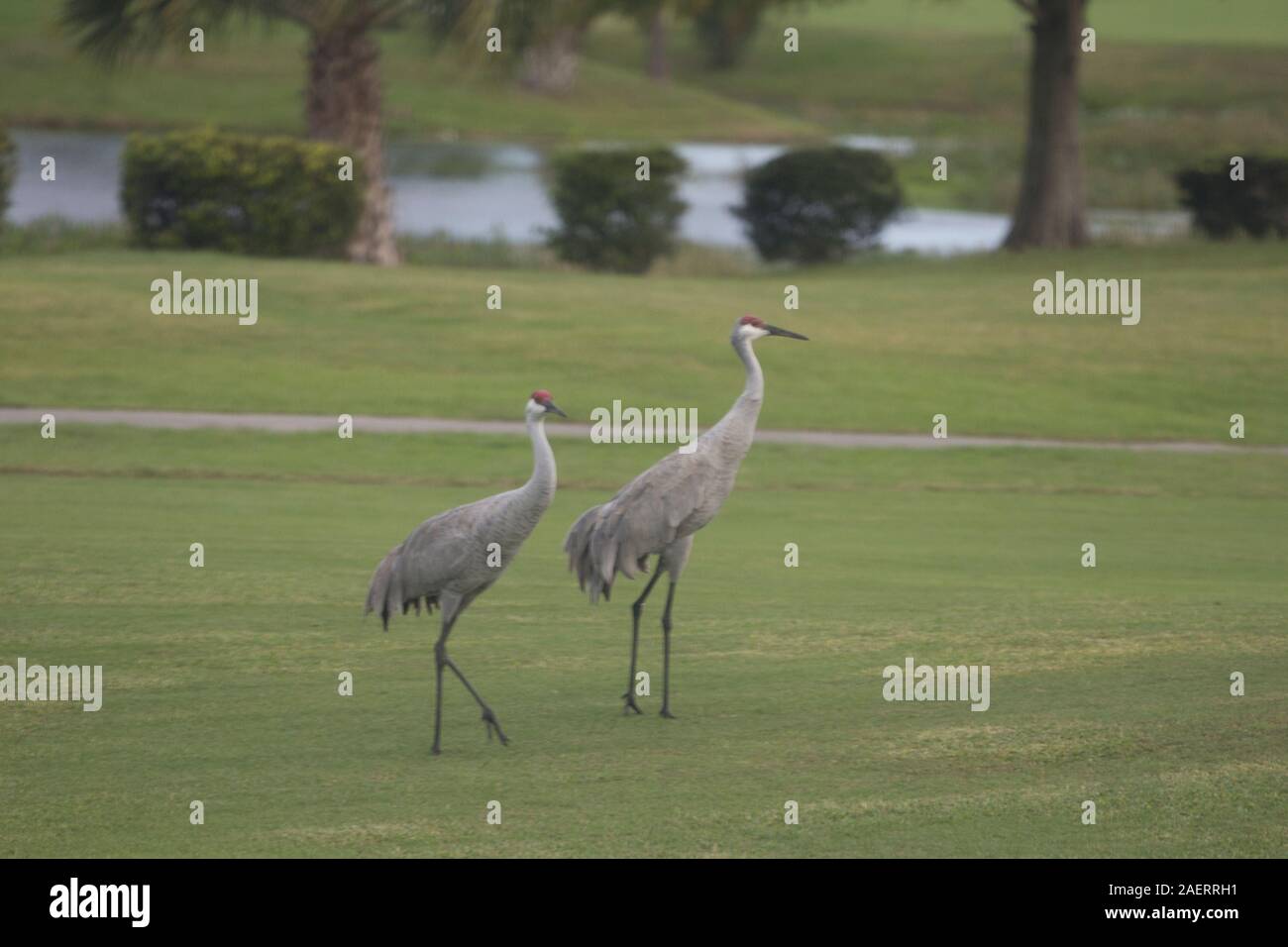 Sandhill Cranes, Florida Stock Photo - Alamy