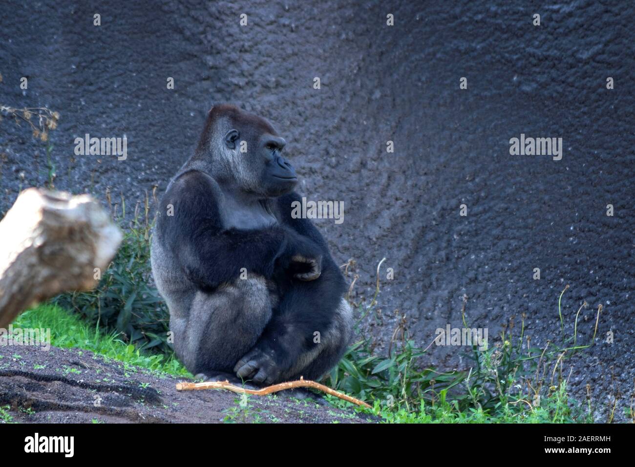 A portrait of a silverback gorilla sitting on a slide of a rocky ...