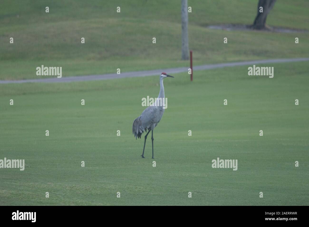 Sandhill Cranes, Florida Stock Photo - Alamy