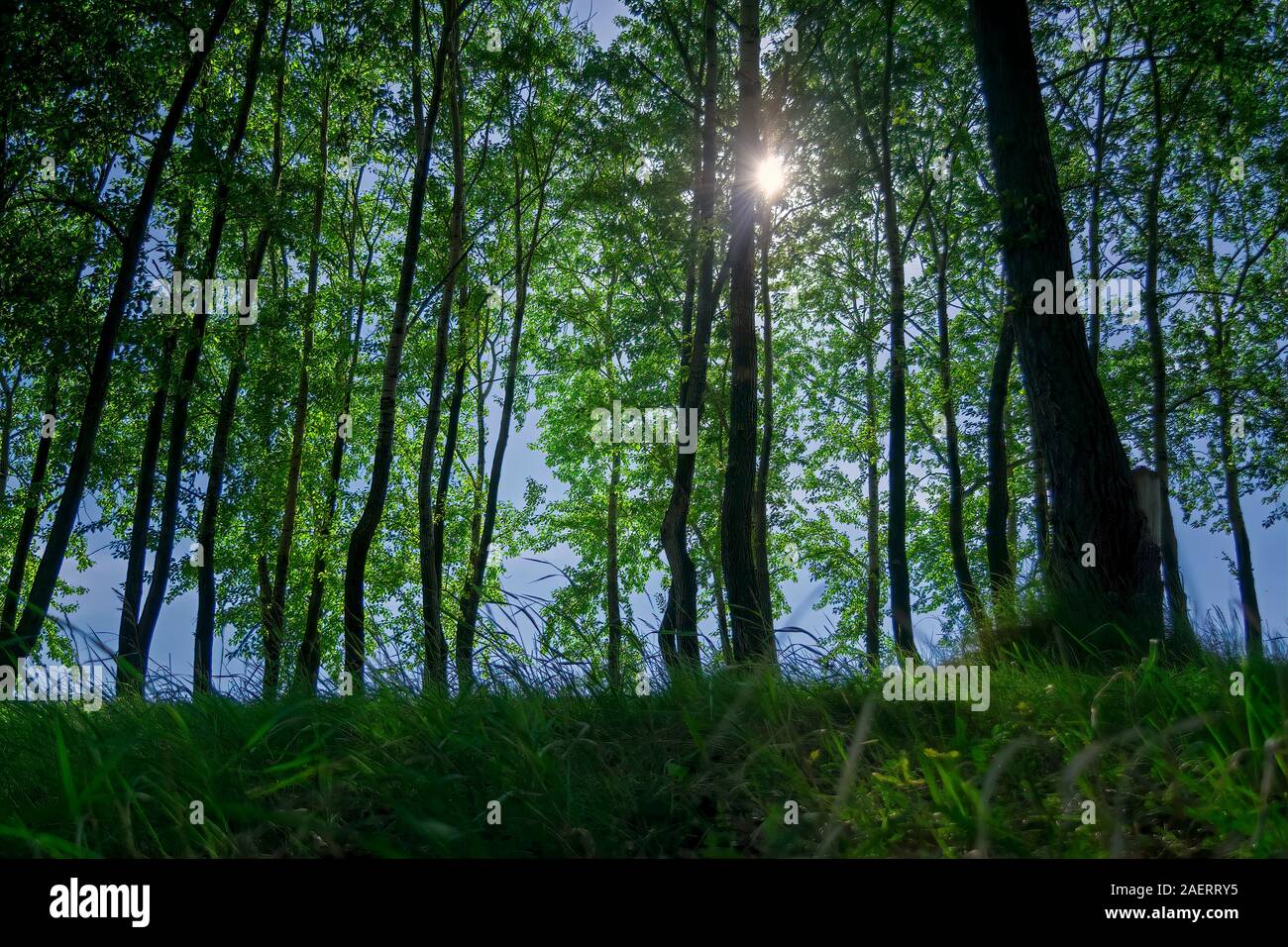 Young poplar trees hi-res stock photography and images - Alamy