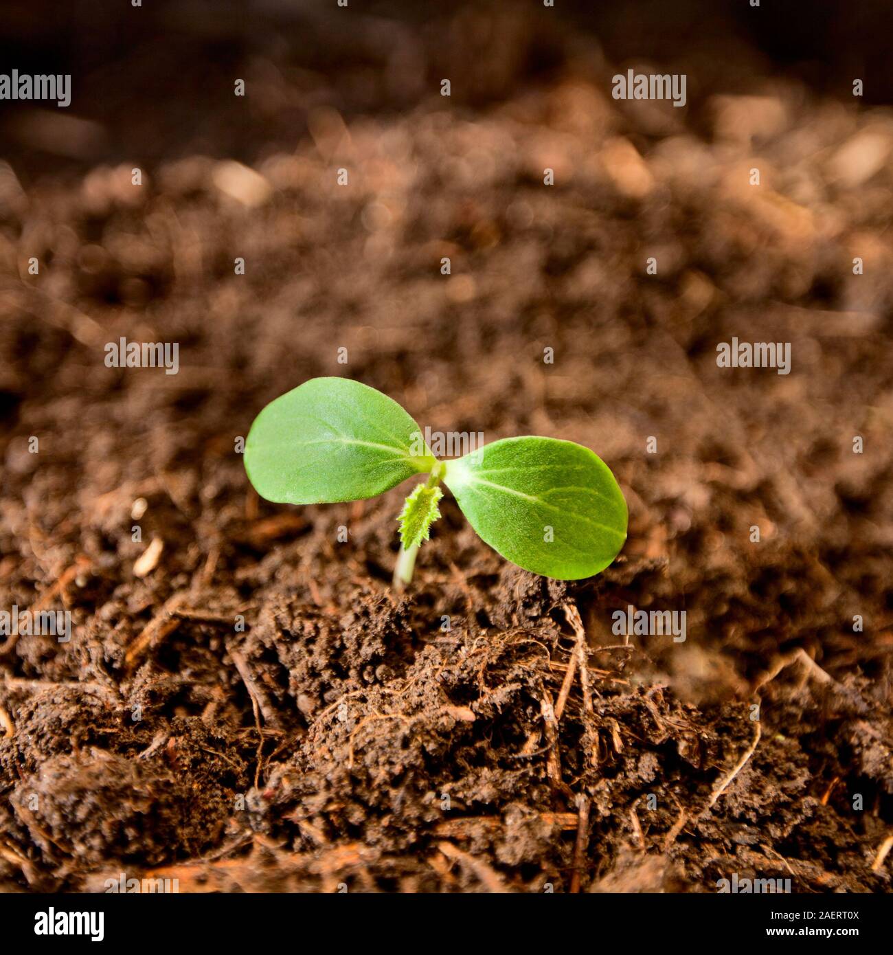 Fresh green small plant growing from soil Stock Photo - Alamy