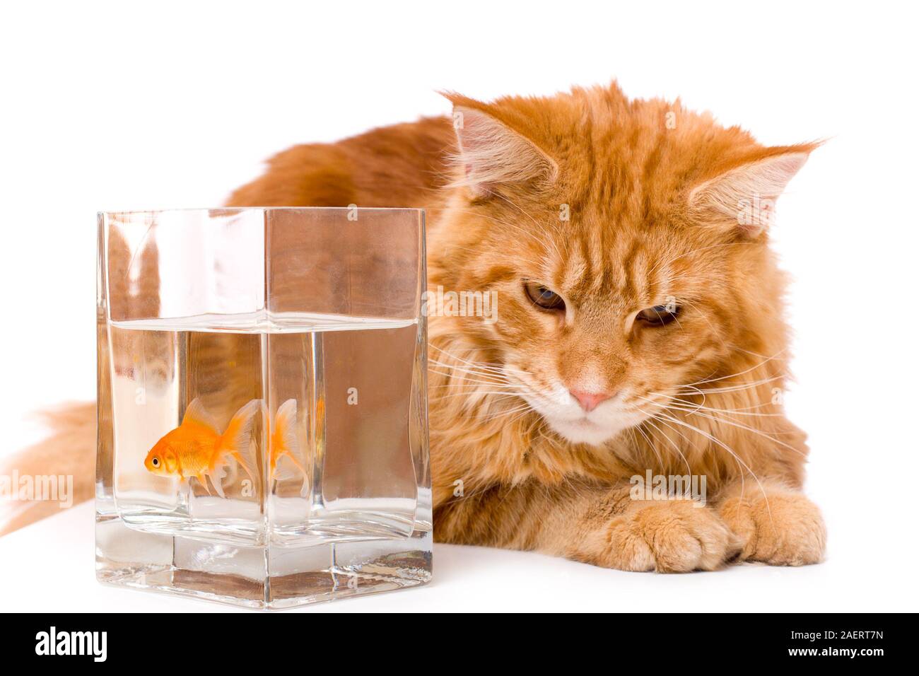 Cat and a gold fish, maine coon kitten 9 months old, isolated over ...