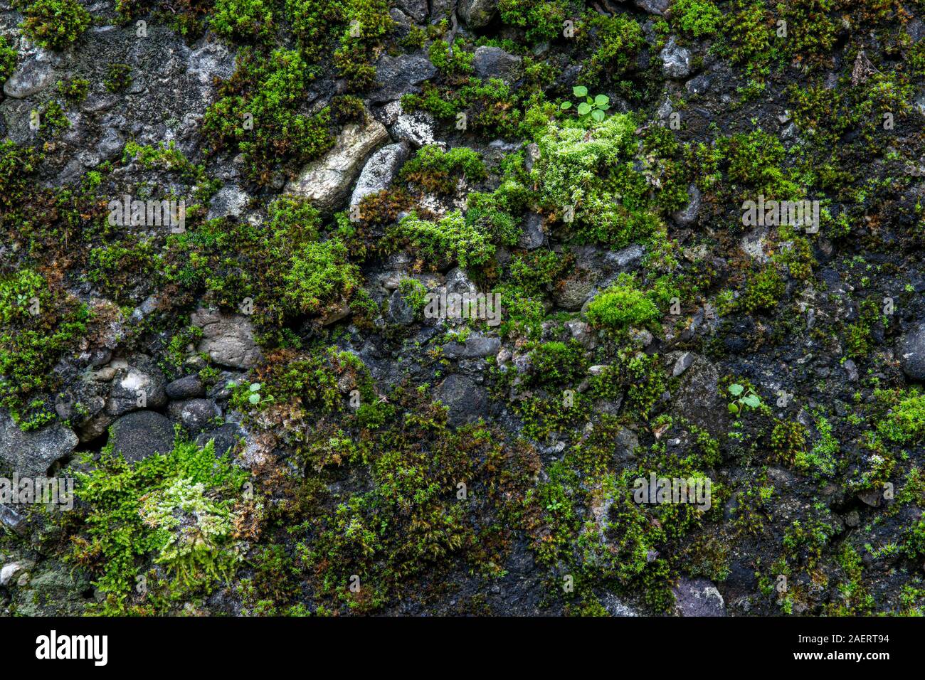 The texture of tree bark with moss. Old tall trees with moss in forest ...