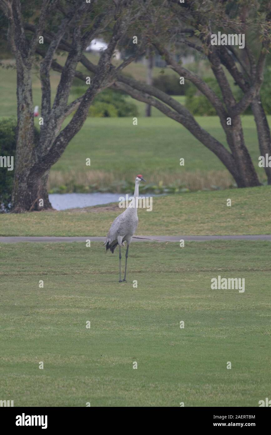 Sandhill Cranes, Florida Stock Photo - Alamy