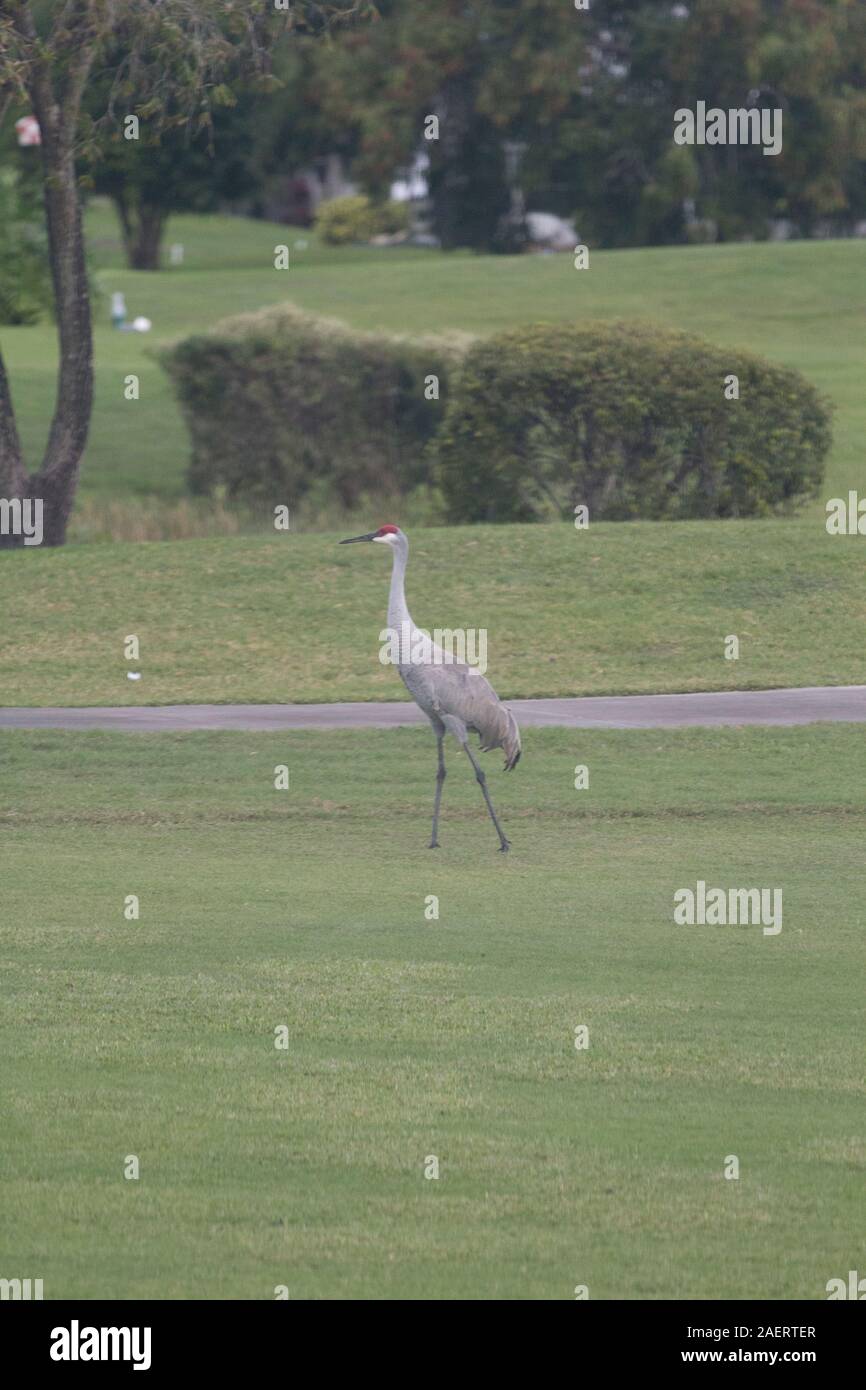Sandhill Cranes, Florida Stock Photo - Alamy
