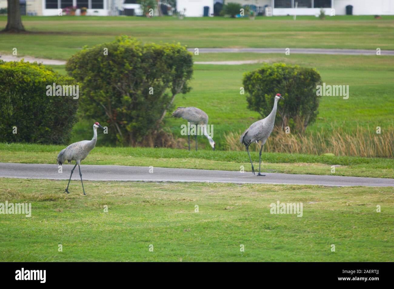 Sandhill Cranes, Florida Stock Photo - Alamy