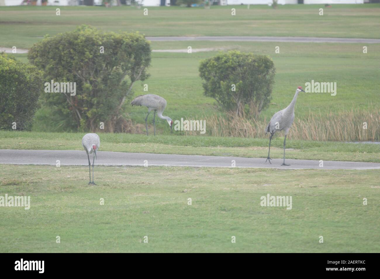 Sandhill Cranes, Florida Stock Photo - Alamy