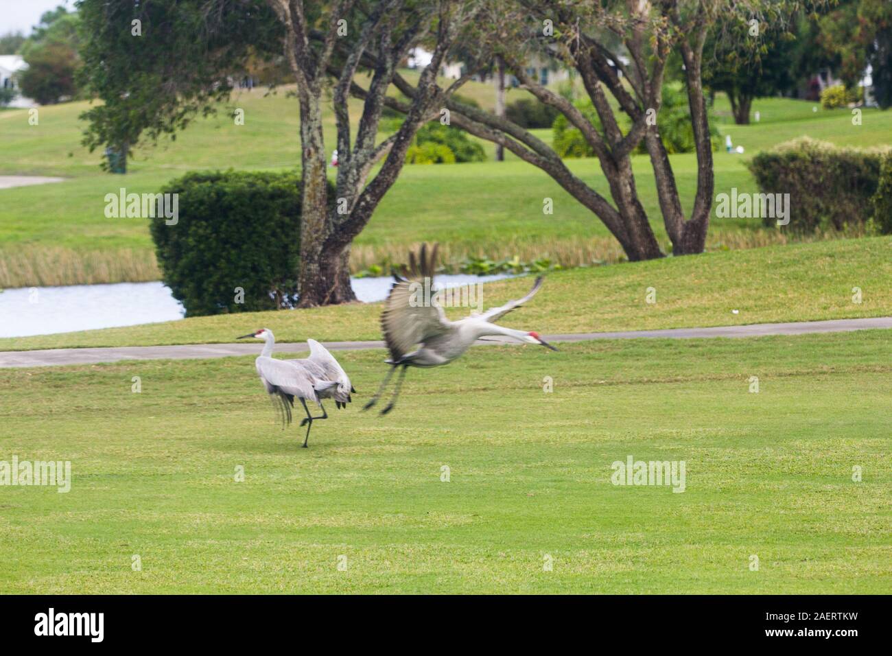 Sandhill Cranes, Florida Stock Photo - Alamy