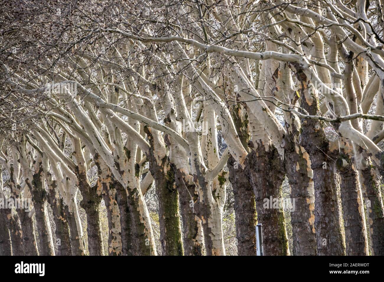Bare trees, avenue, plane trees, bark chipped Stock Photo - Alamy