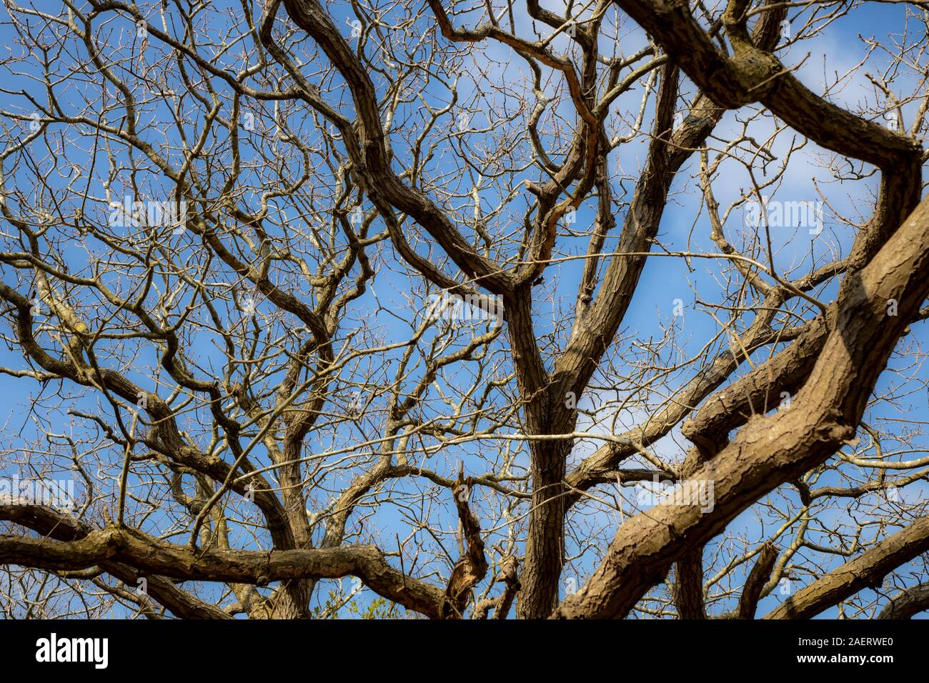 Bare trees, branches, boughs, branches Stock Photo - Alamy