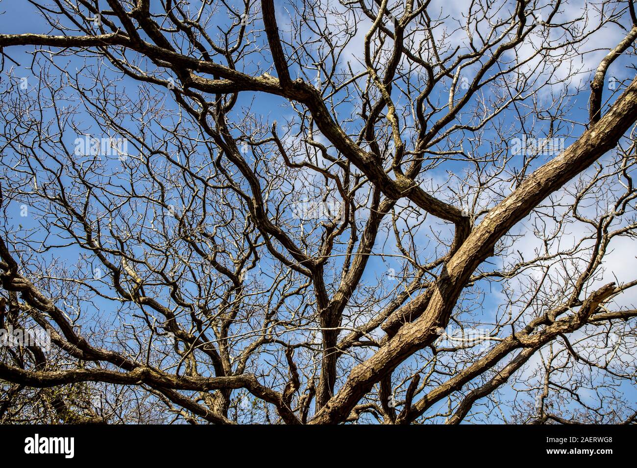 Bare trees, branches, boughs, branches Stock Photo - Alamy