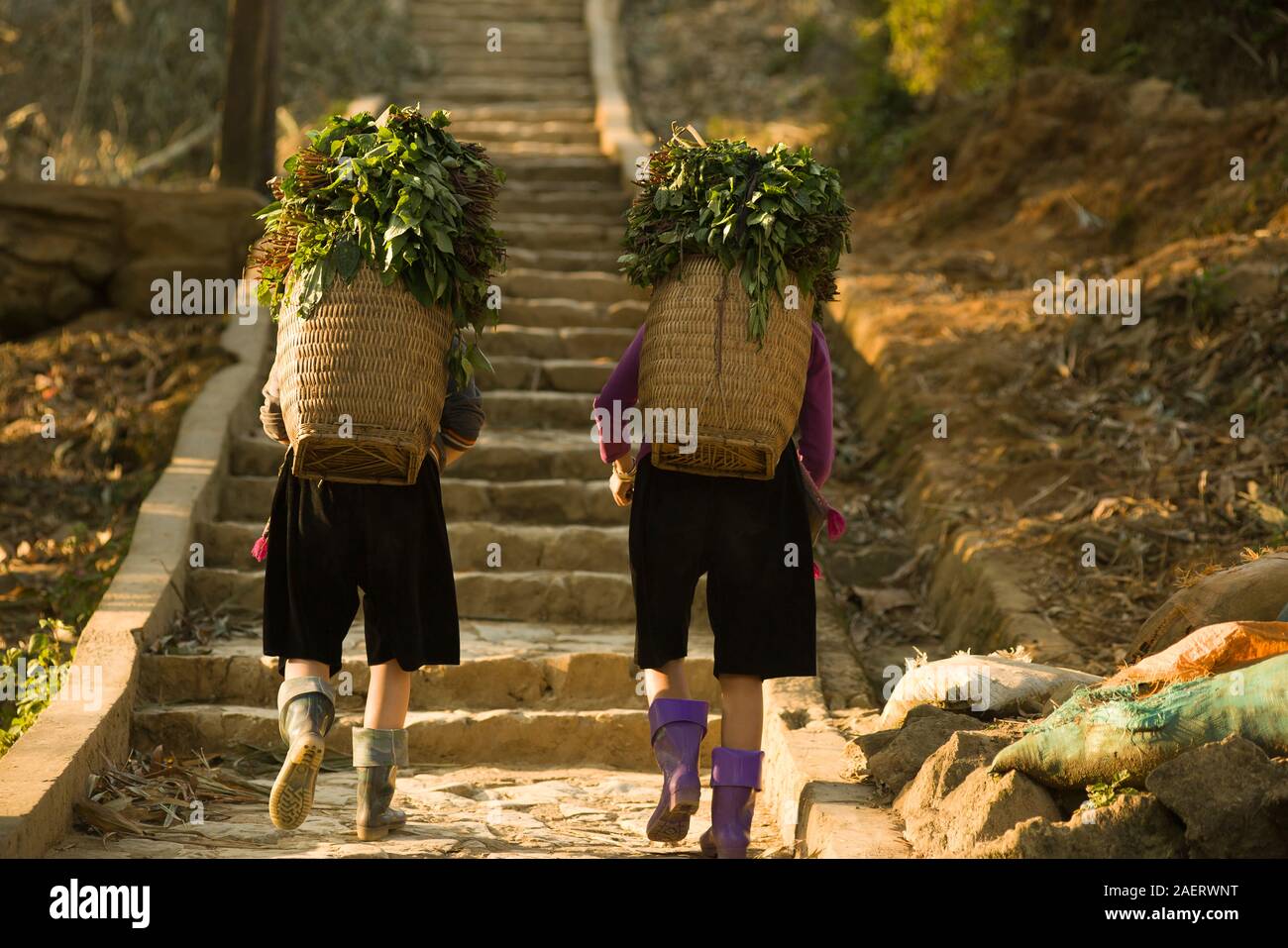 Rubber plantation vietnam asia hi-res stock photography and images - Alamy