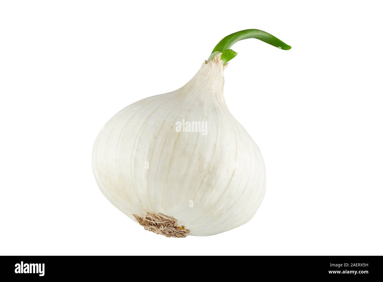 White onion with green sprout Stock Photo - Alamy