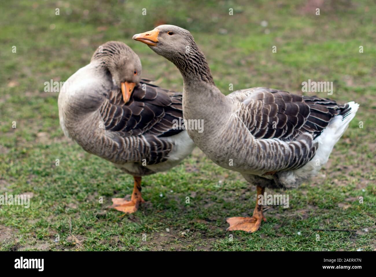 Domestic behavior of poultry Stock Photo - Alamy