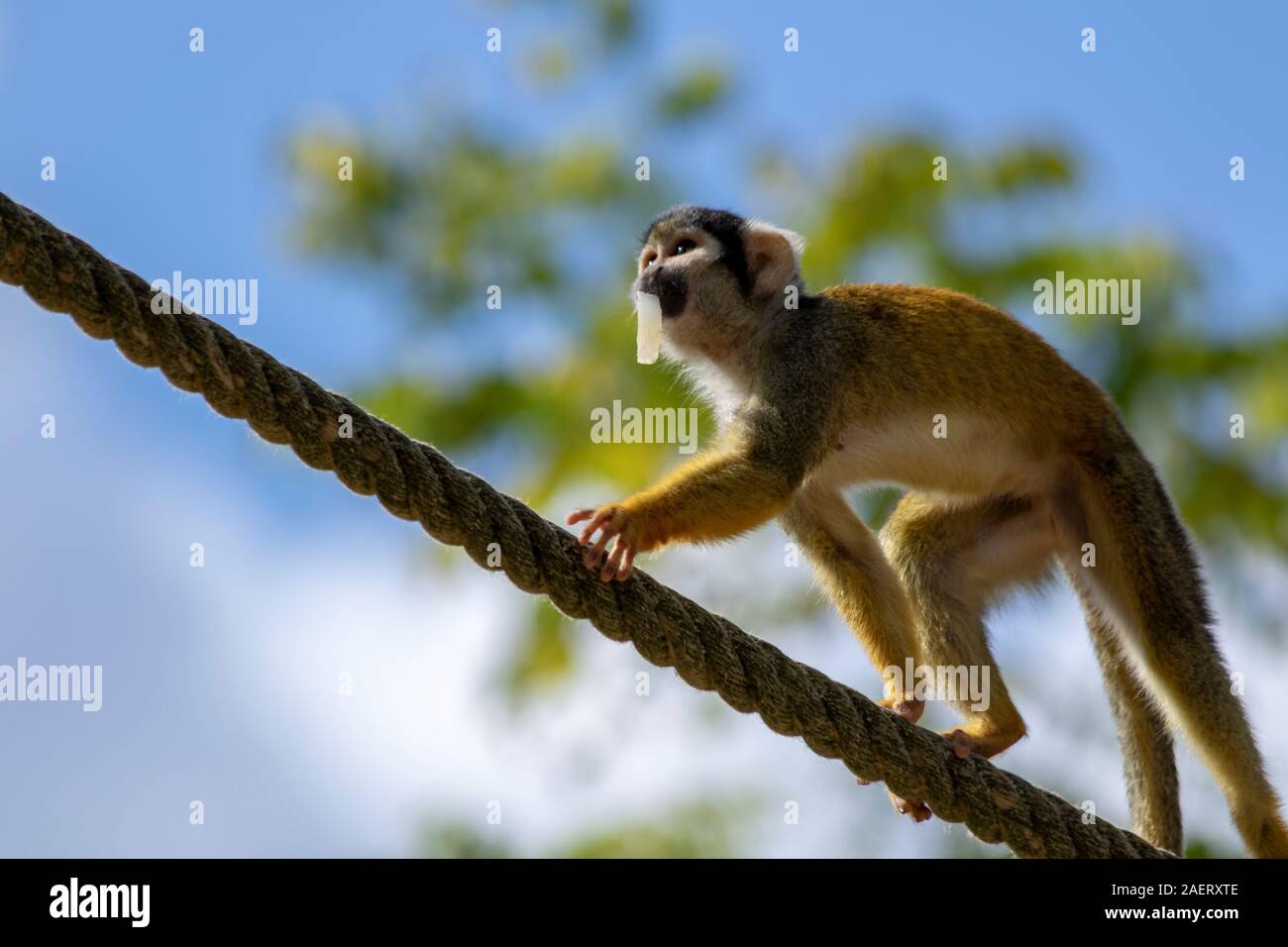 Happy capuchin hi-res stock photography and images - Alamy