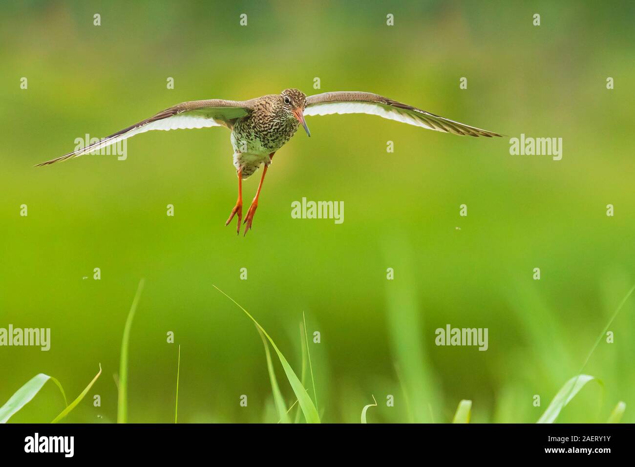 Beautiful common redshank tringa totanus bird flying. These Eurasian ...