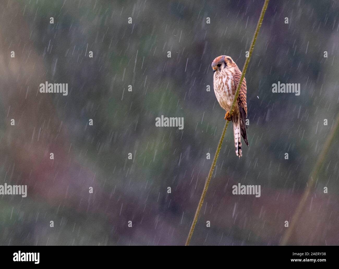 Kestrels rain hi-res stock photography and images - Alamy