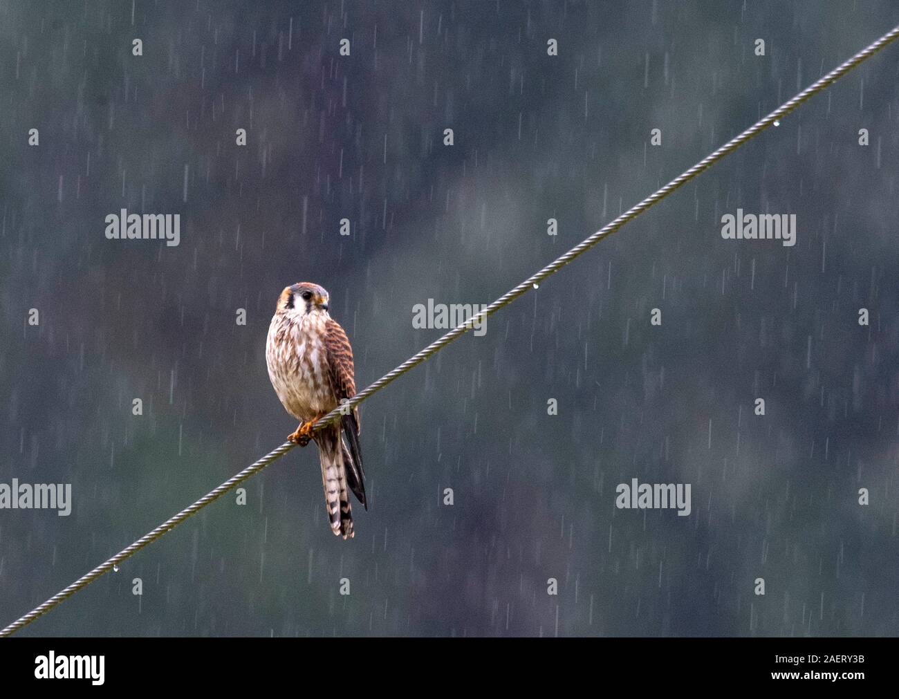 Elkton, OREGON, USA. 10th Dec, 2019. An American kestrel perches on a ...