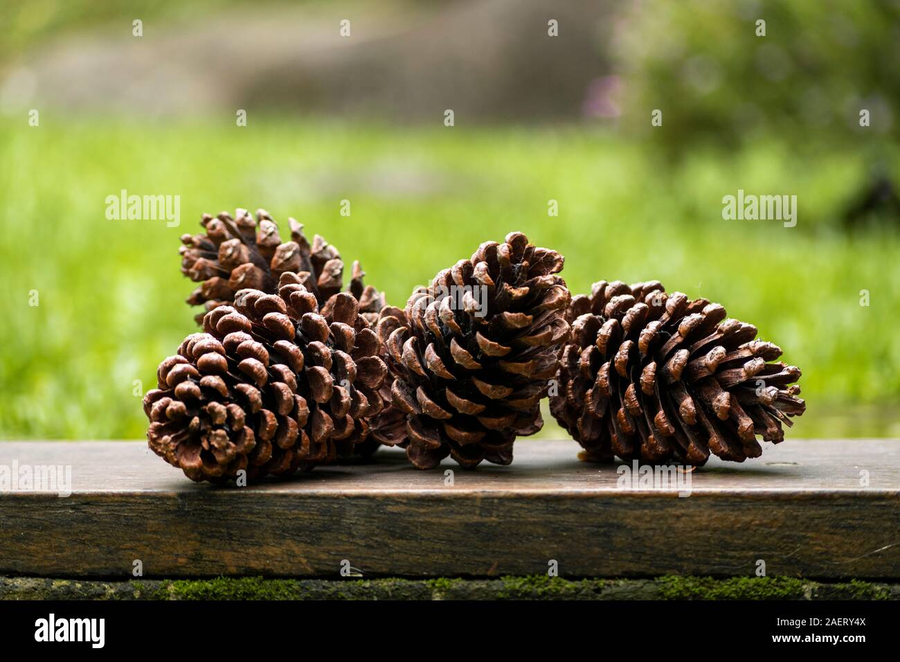 Open pine cones put together in a garden. Pinus Stock Photo - Alamy