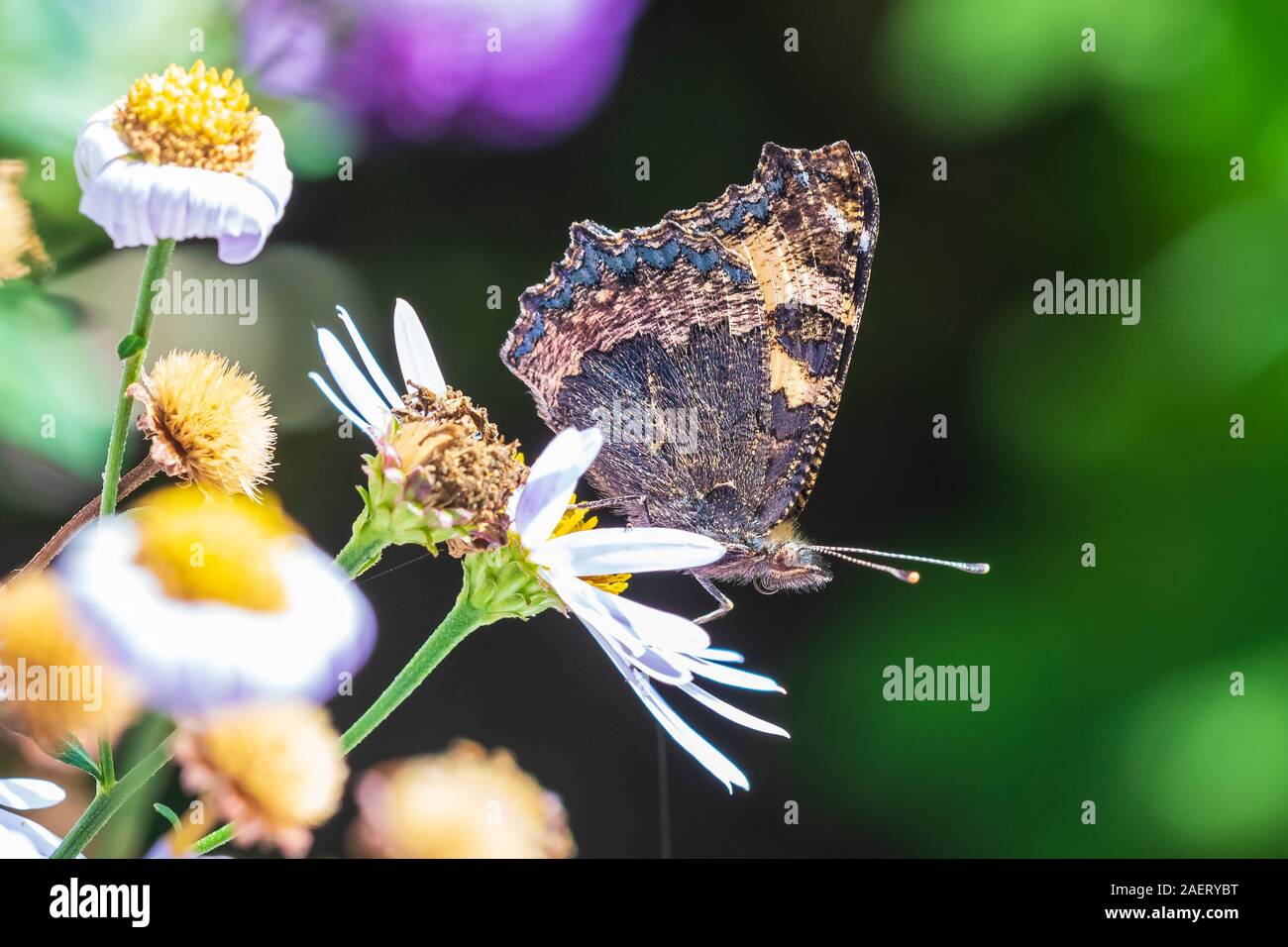 Butterfly closed wings hi-res stock photography and images - Alamy