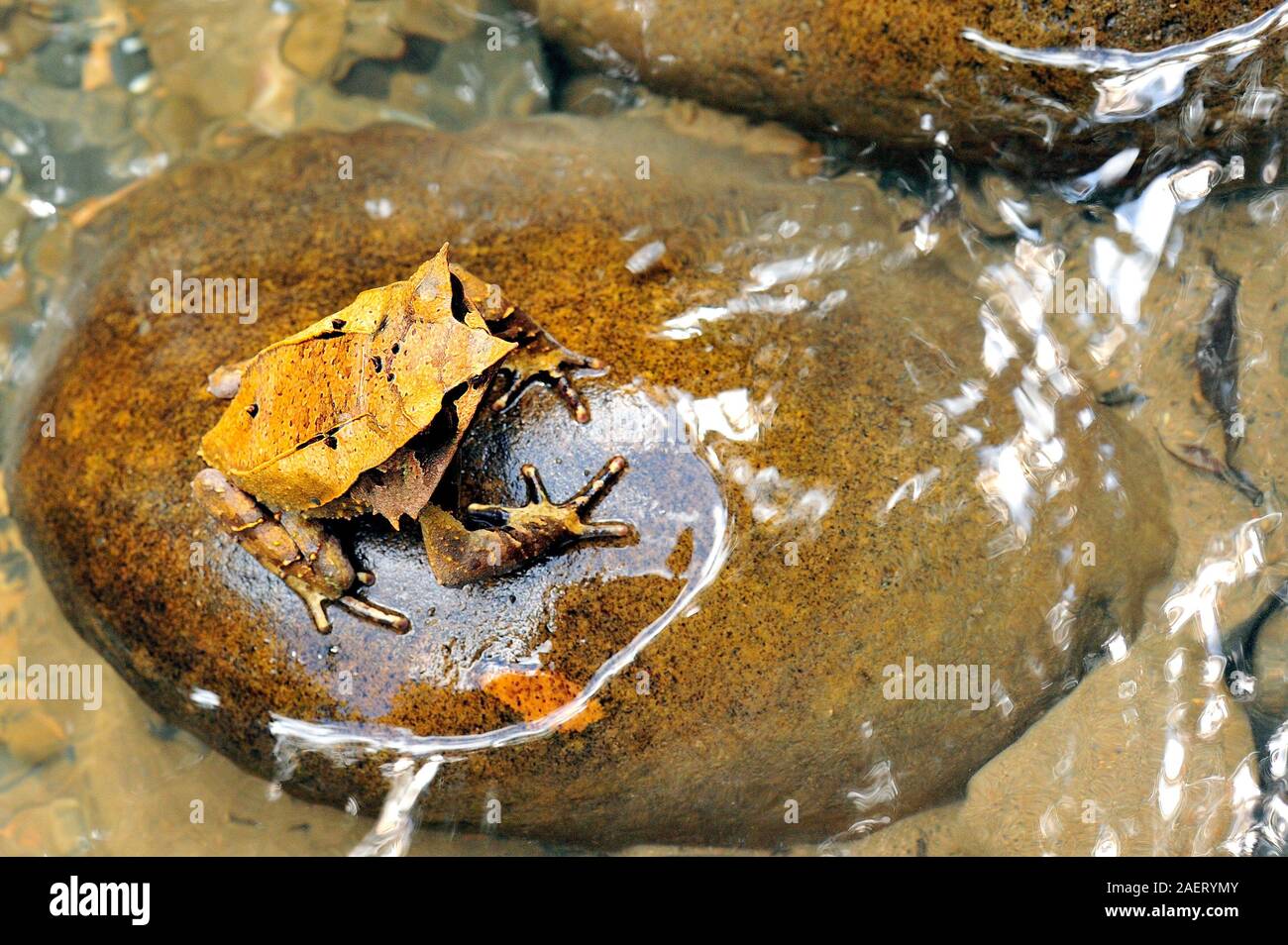 Malayan Leaf Frog High Resolution Stock Photography and Images - Alamy