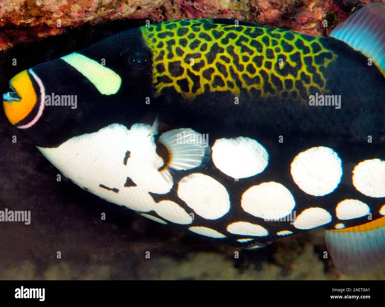 Clown Triggerfish High Resolution Stock Photography and Images - Alamy