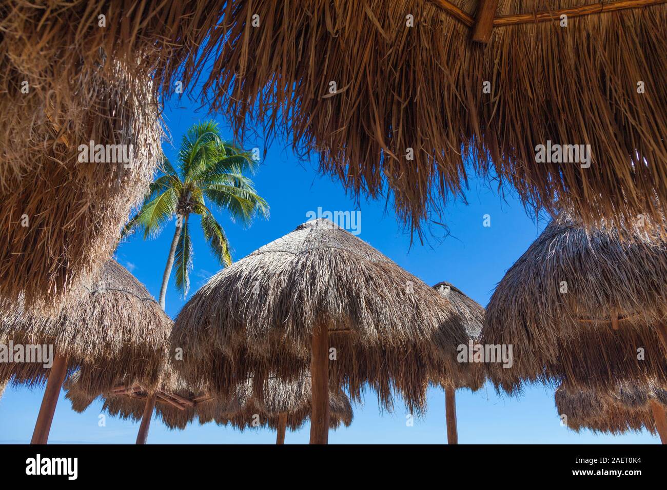 Abstract image of palapas and a palm tree on a beach along the Mayan ...