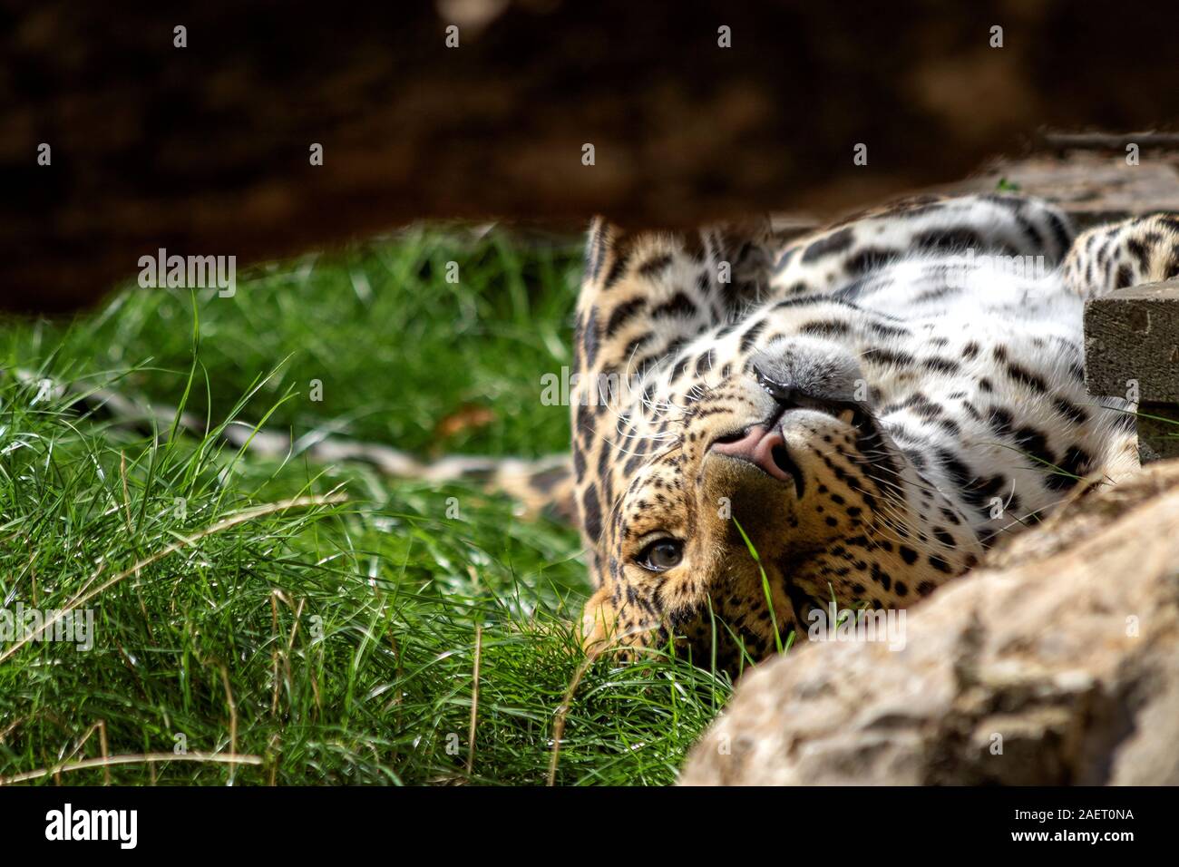 Fat leopard hi-res stock photography and images - Alamy