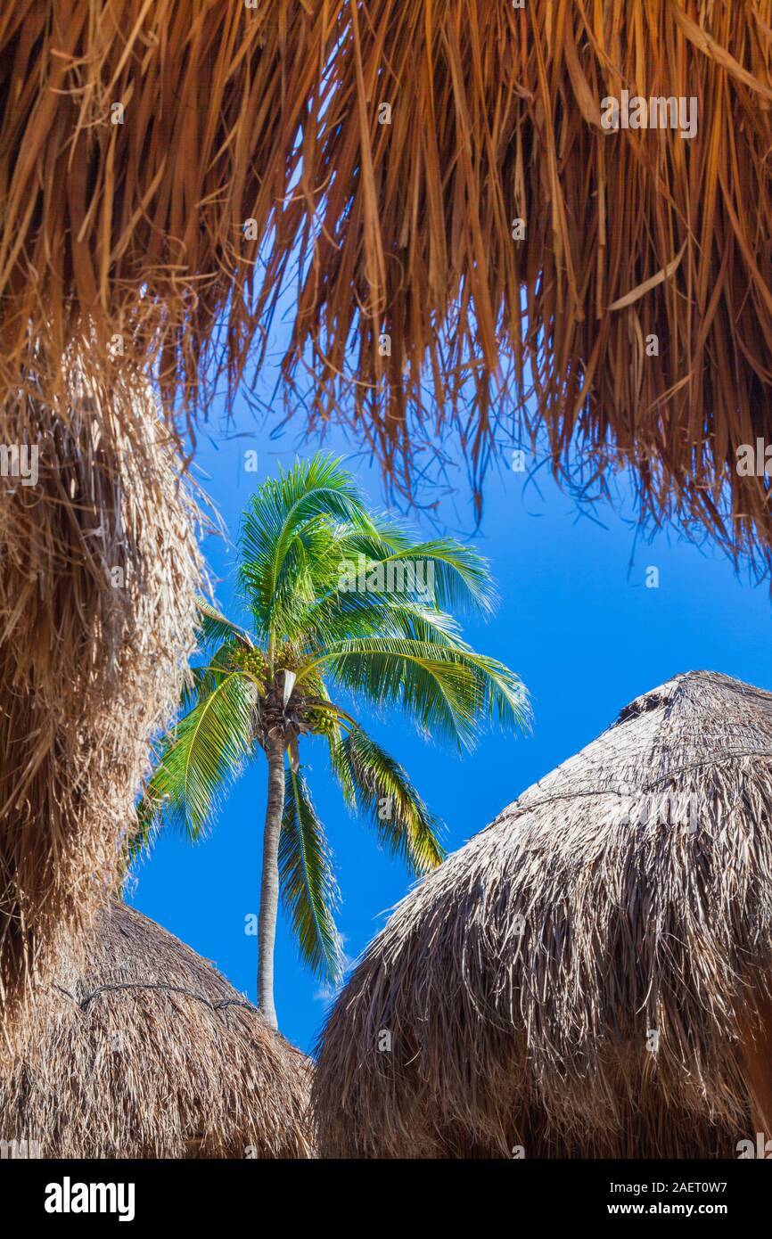 Abstract image of palapas and a palm tree on a beach along the Mayan ...