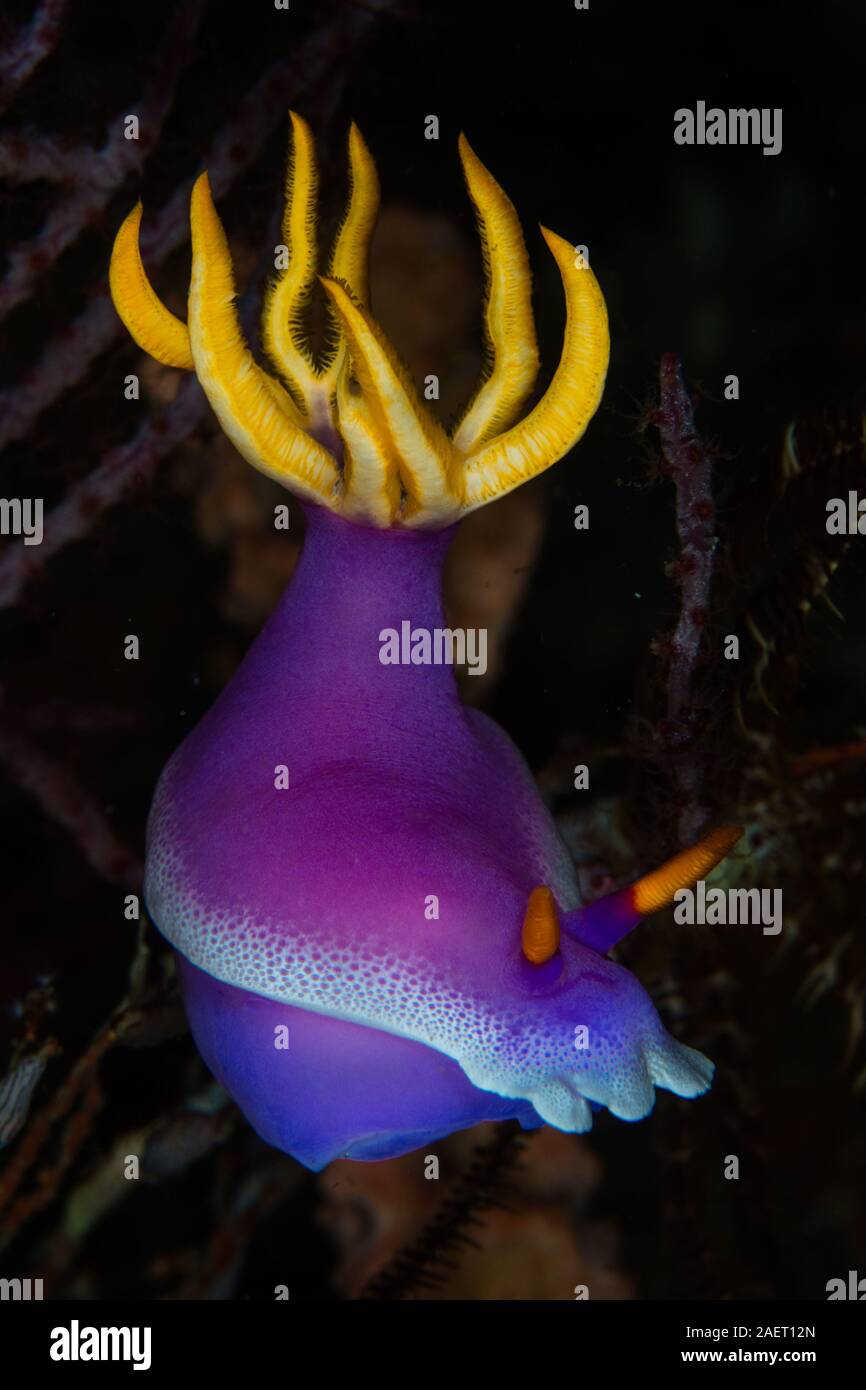A gorgeous nudibranch, Hypselodoris bullocki, crawls across a coral ...