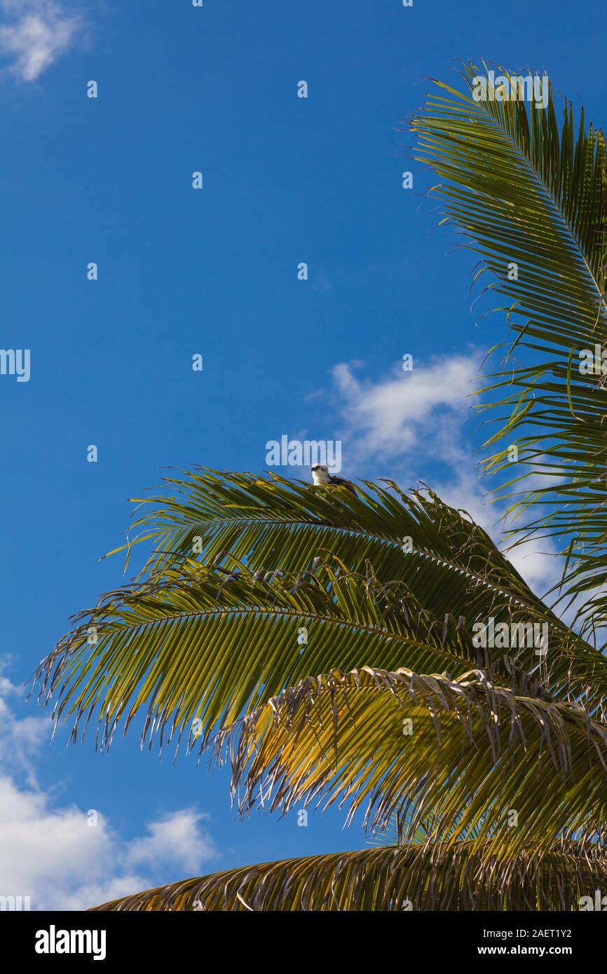 Mayan eagle hi-res stock photography and images - Alamy