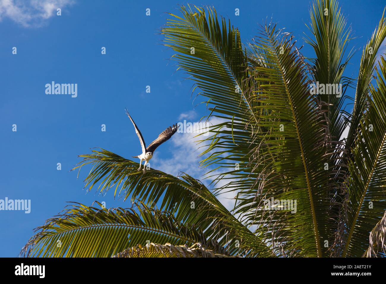 Mayan eagle hi-res stock photography and images - Alamy