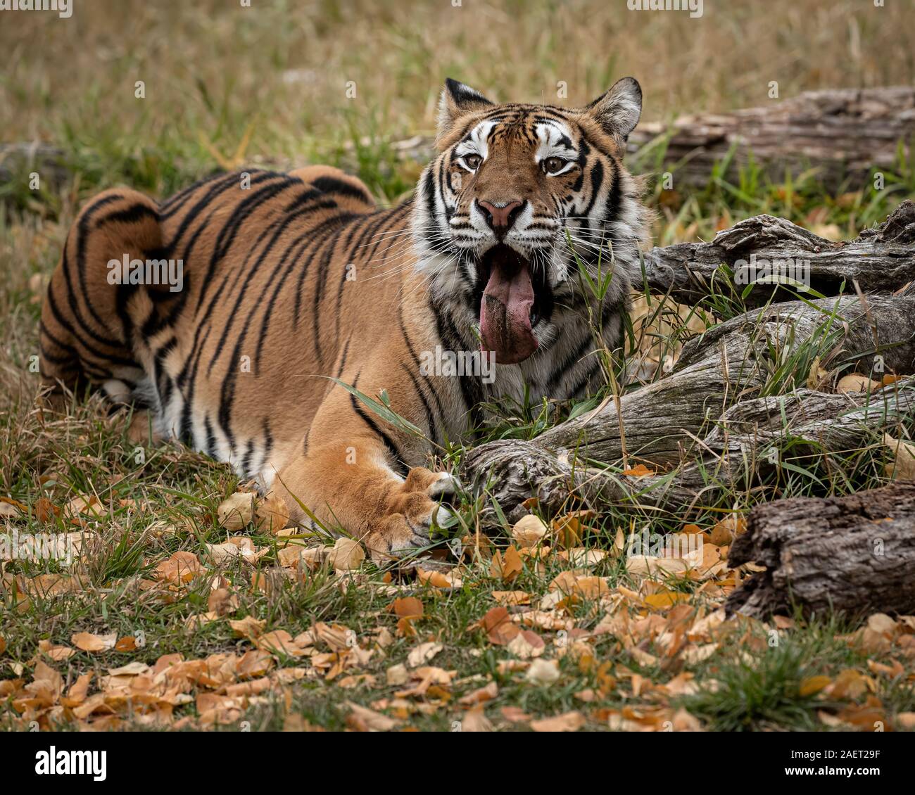 Tiger playing and posing in Autumn colors Stock Photo - Alamy