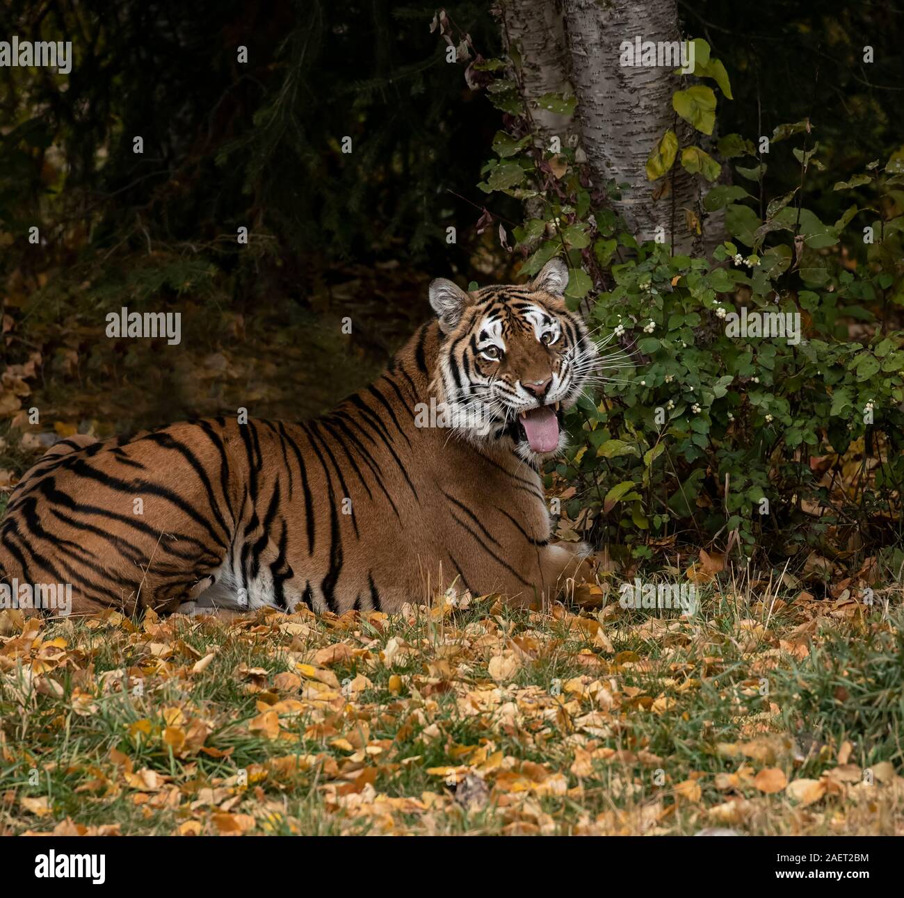Cute tiger cubs playing hi-res stock photography and images - Alamy