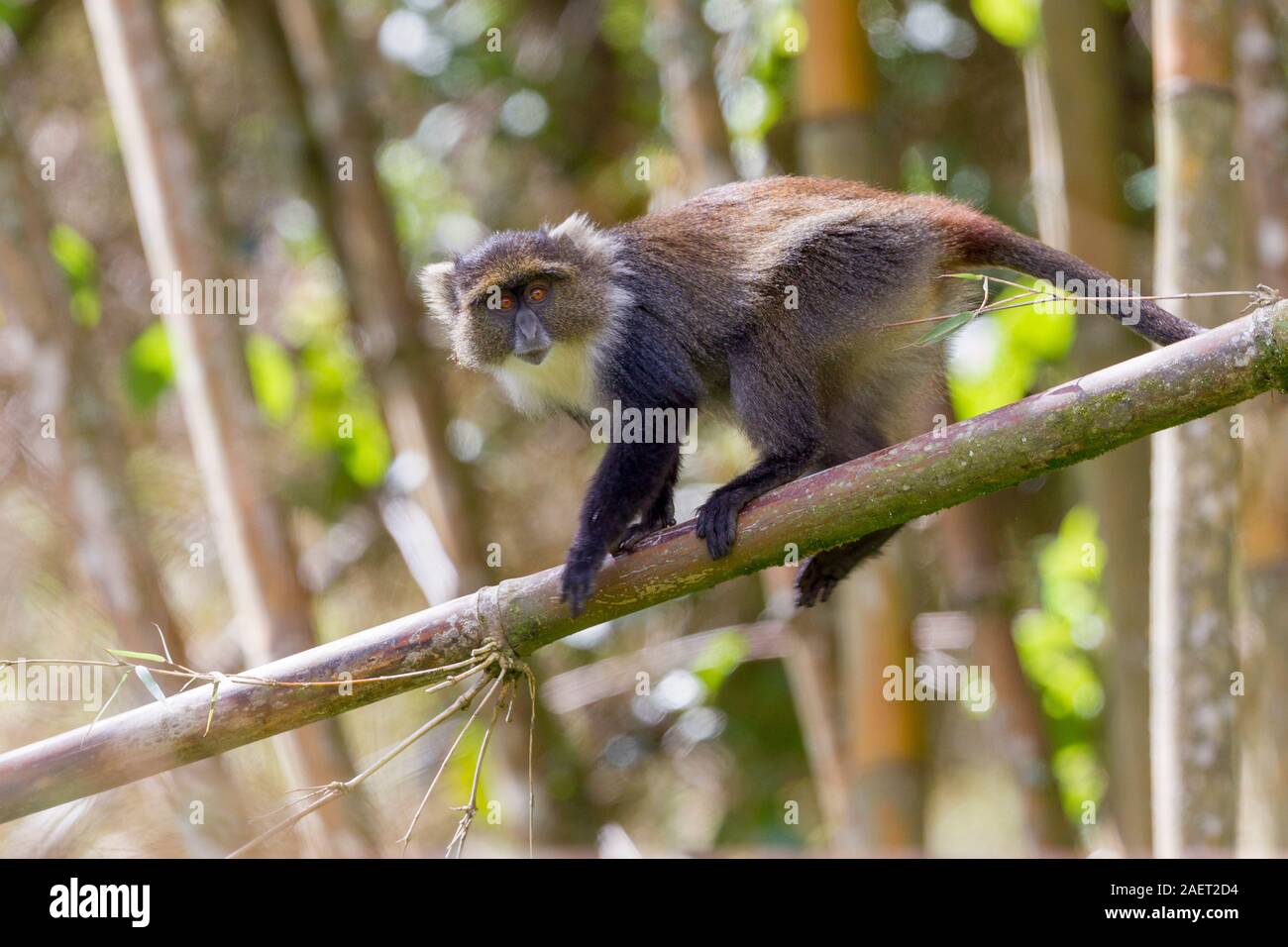 A single Sykes monkey walking along a bamboo stem in foliage, looking ...