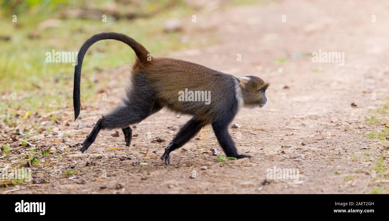 A single Sykes monkey running across a dirt track, side view, wide ...