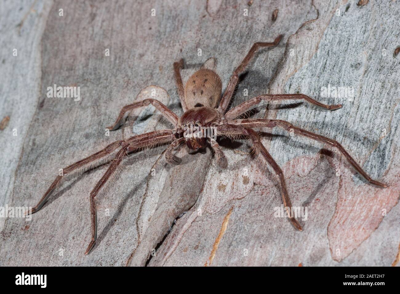 Large Huntsman spider resting on Eucalypt tree limb Stock Photo - Alamy