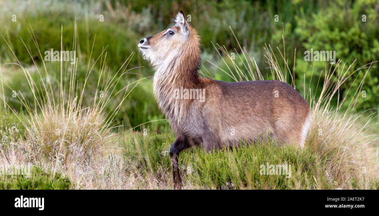 A young Waterbuck running across rough ground, close view, wide ...
