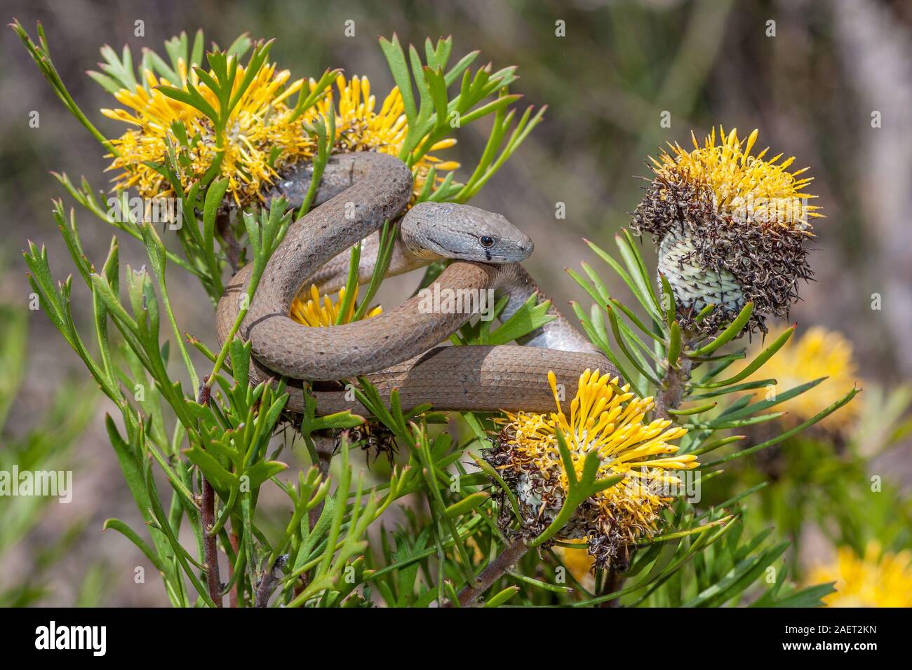 Australian Common Scaly-foot legless lizard Stock Photo - Alamy