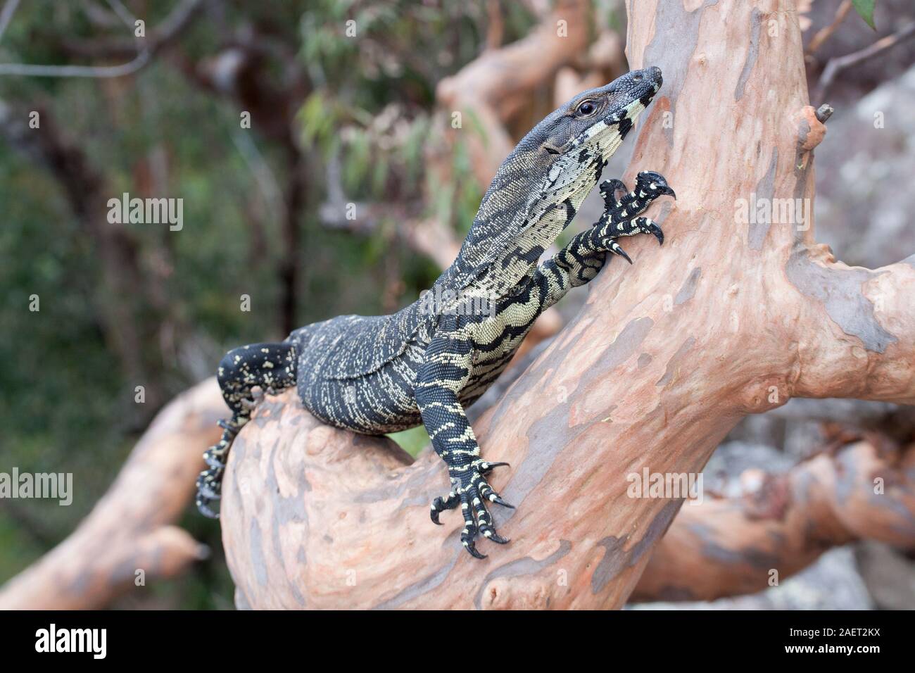 Lace Monitor lizard on tree limb Stock Photo - Alamy