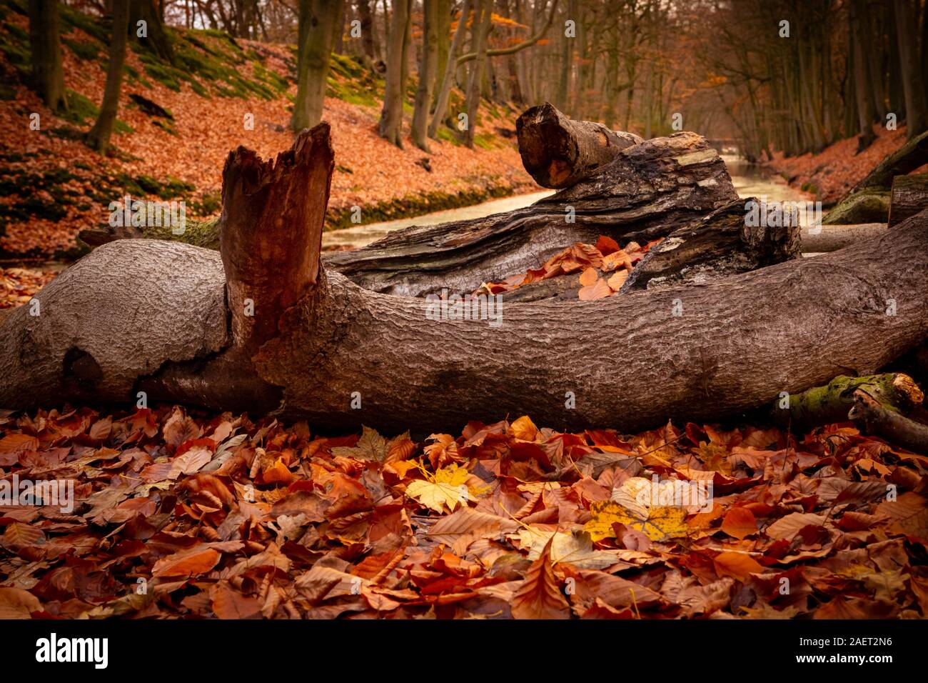 cut wood logs from trees and orange dried autumn leaves Stock Photo - Alamy