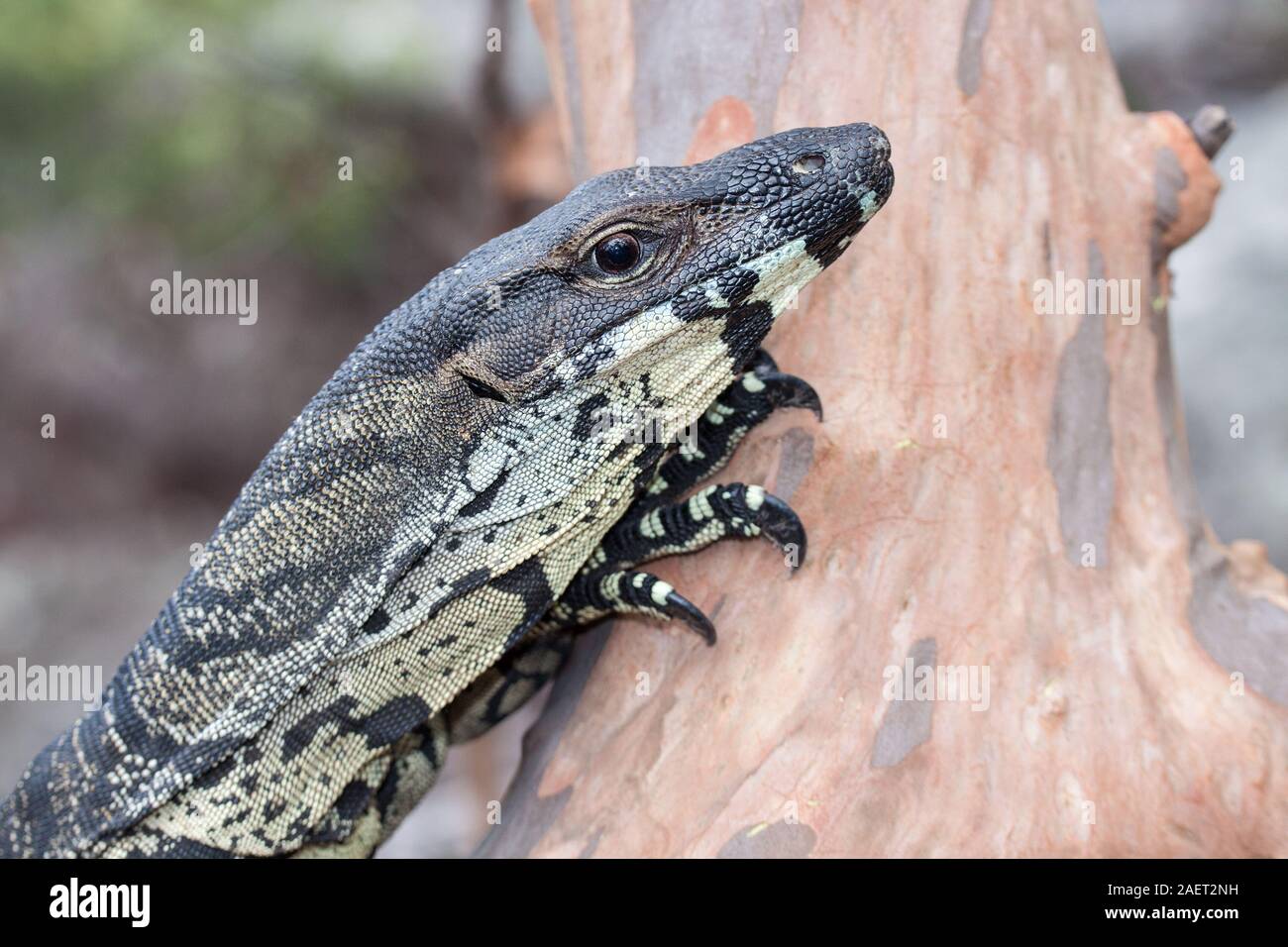 Lace Monitor lizard on tree limb Stock Photo - Alamy