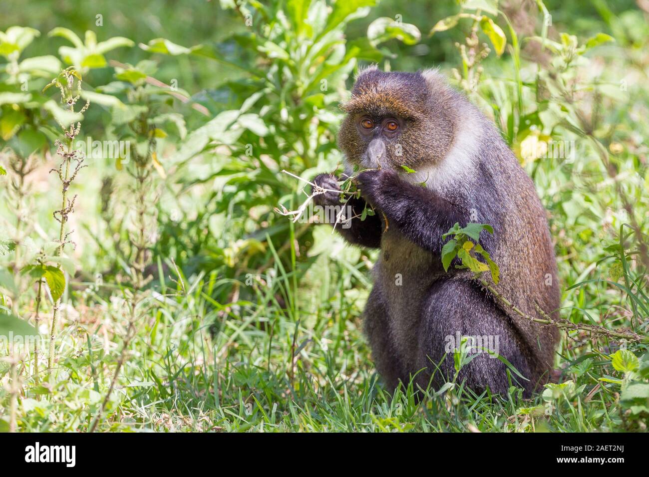 Monkey picking hi-res stock photography and images - Alamy