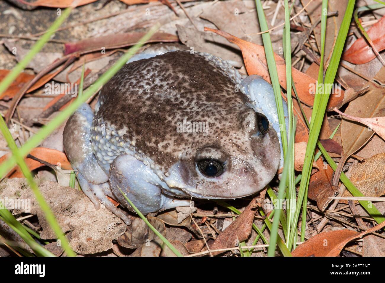 Giant Burrowing Frog Stock Photo - Alamy