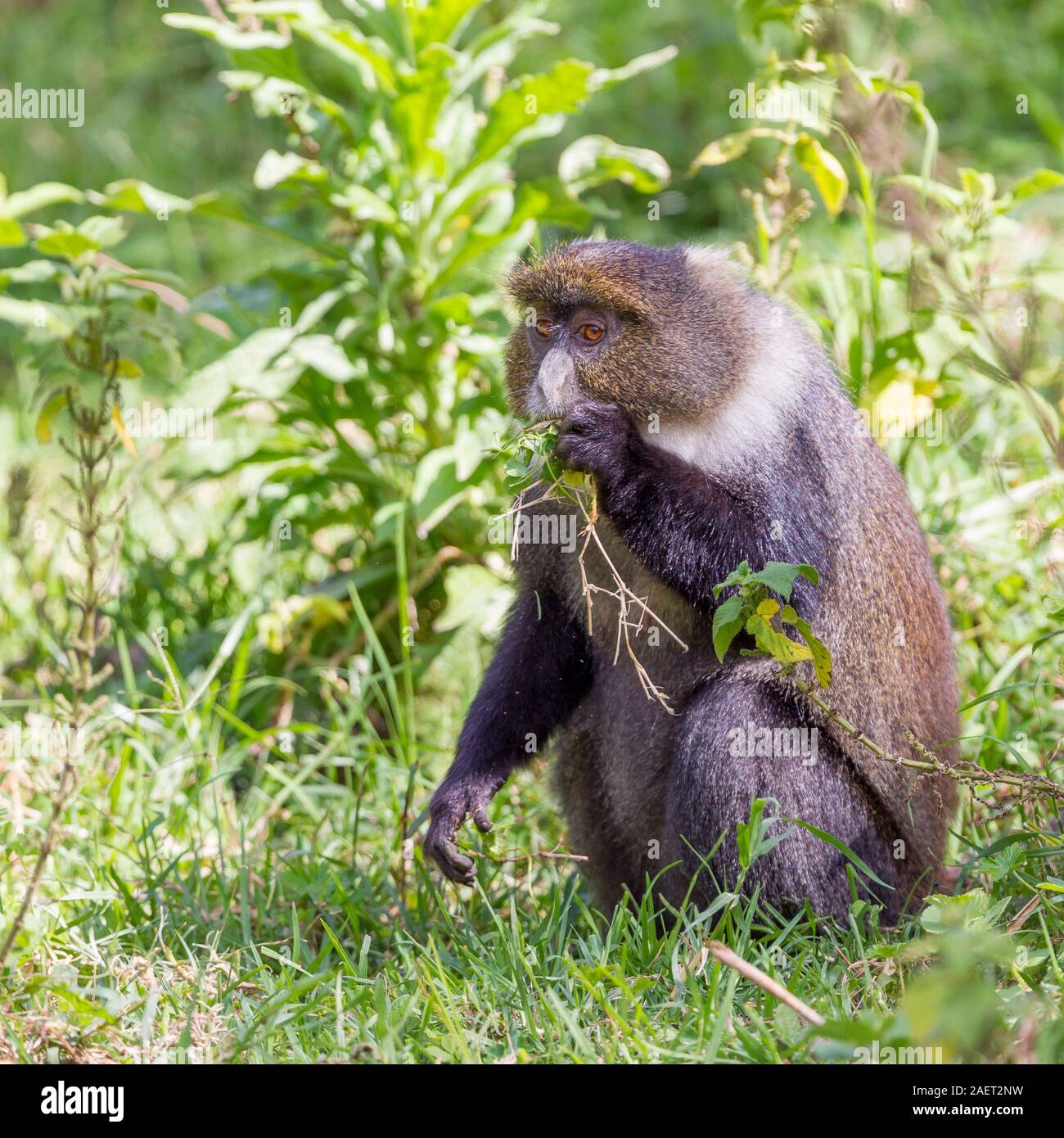 A single Sykes monkey, picking leaves and feeding on the ground, square ...