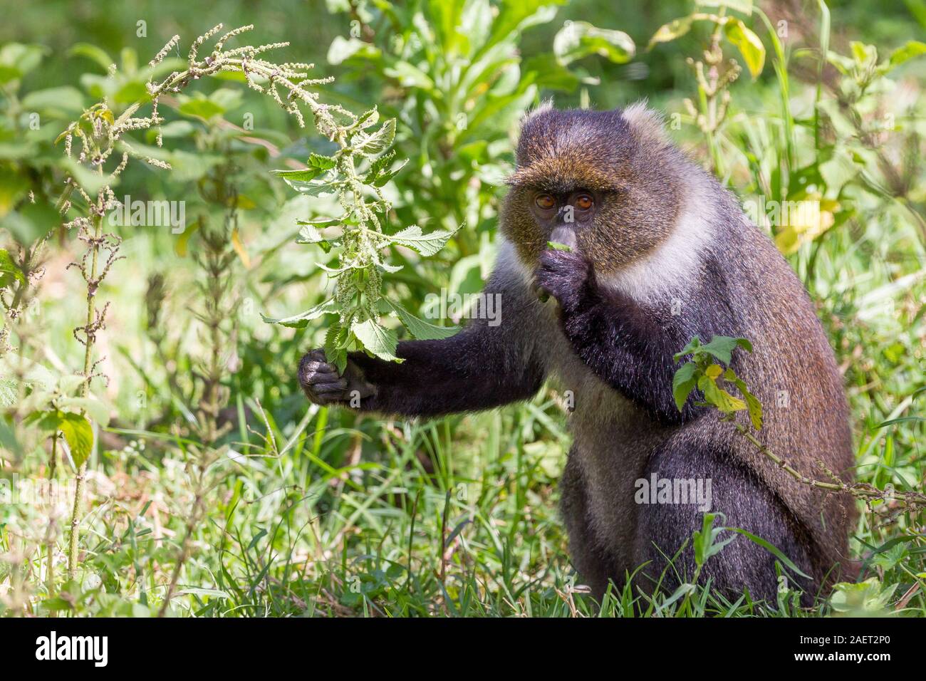 A single Sykes monkey, picking leaves and feeding on the ground ...