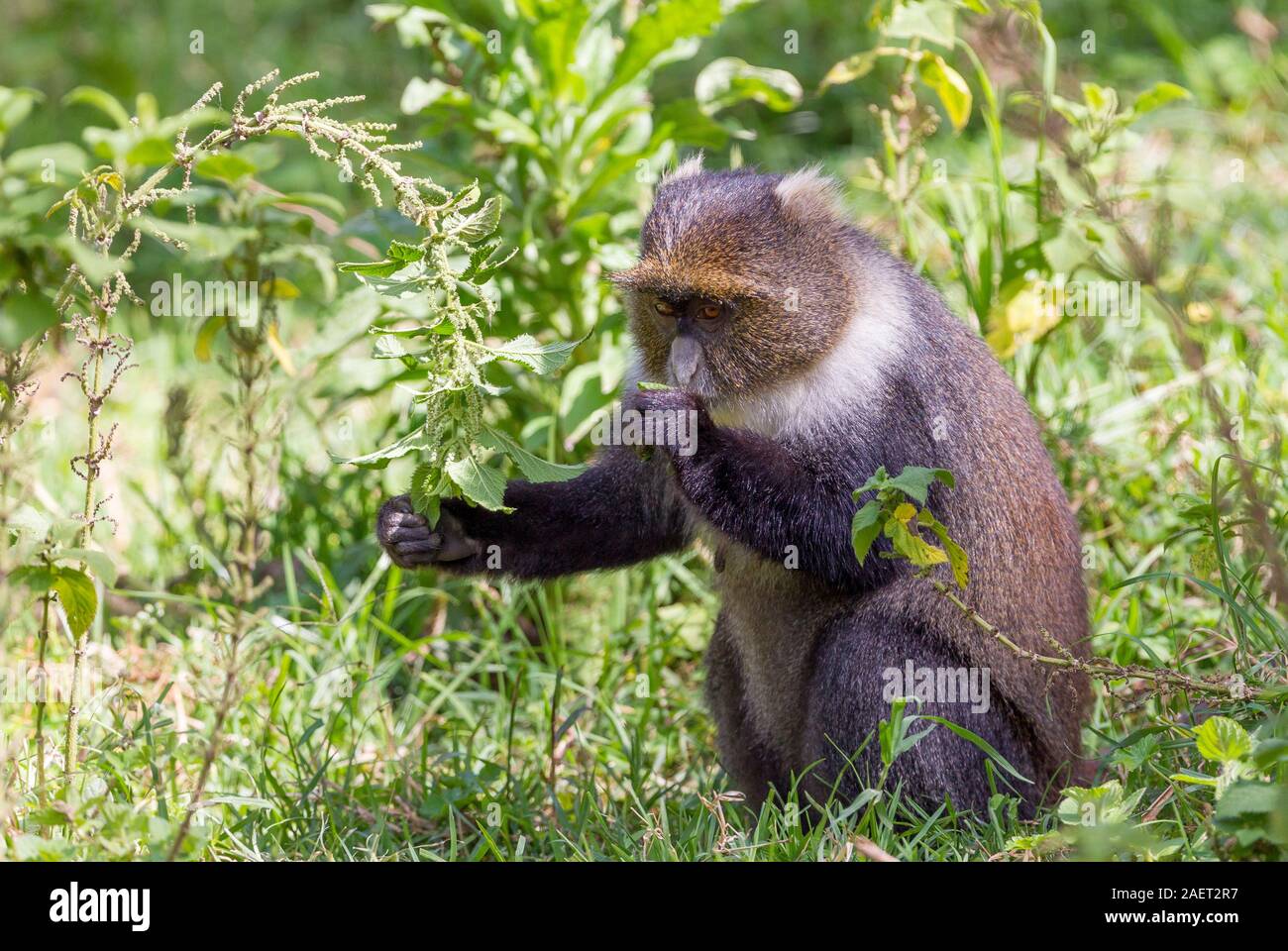 A single Sykes monkey, picking leaves and feeding on the ground ...